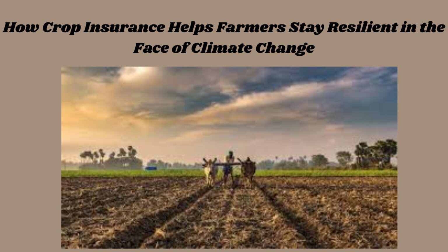How Crop Insurance Helps Farmers Stay Resilient in the Face of Climate ...