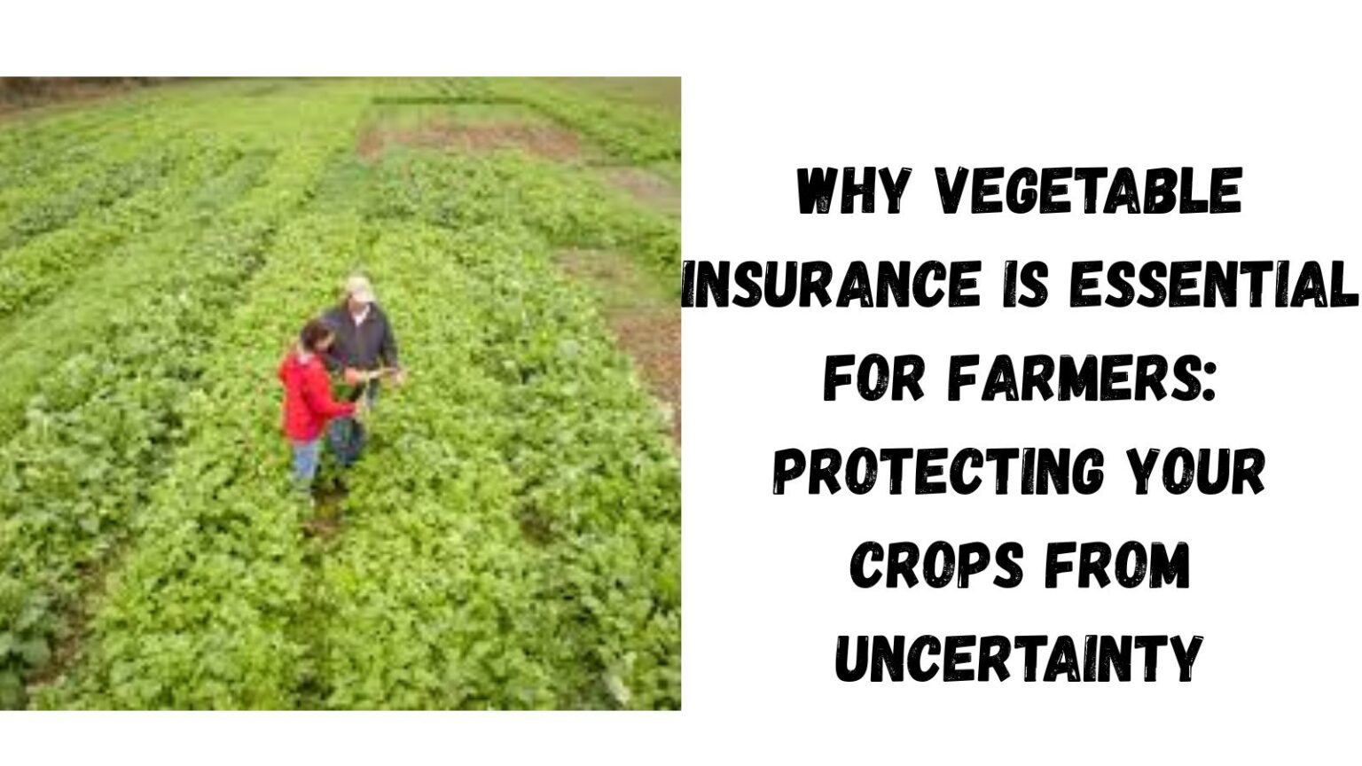 Why Vegetable Insurance Is Essential for Farmers in 2025: Protecting ...